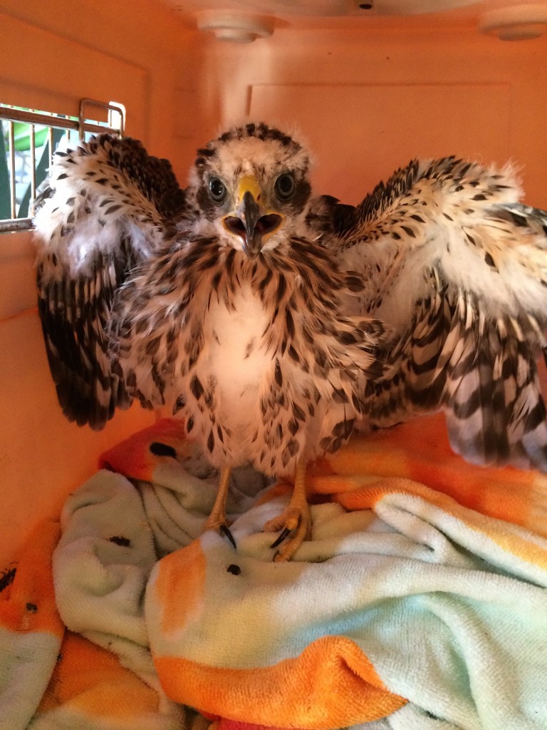 baby hawk | Topanga Animal Rescue.org